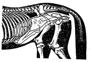 Foaling - help and advice for horse breeders